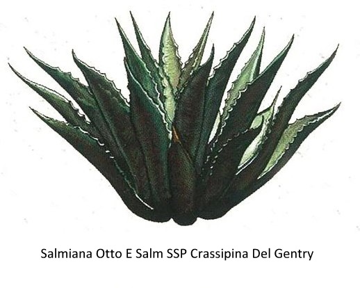 Mezcal Explained « The Rum Howler Blog